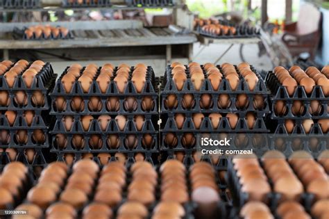 치킨 농장에 배치 된 계란 패널 흐리게 계란 배경 태국 농민의 직업 0명에 대한 스톡 사진 및 기타 이미지 0명 갈색