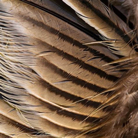 Premium Ai Image Feather Texture