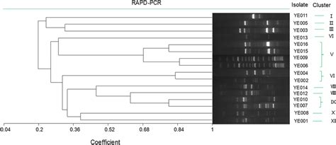 Cluster Analysis Of Rapd Pcr Patterns Obtained With Primers M13