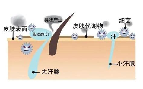 为什么腋下异味有时重，有时轻？ 知乎
