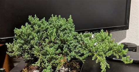 Juniper 52019 Album On Imgur