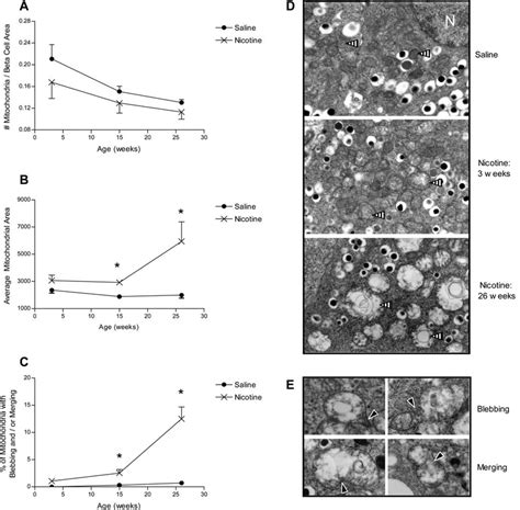 Mitochondrial Morphology During Postnatal Development A The Number Of Download Scientific