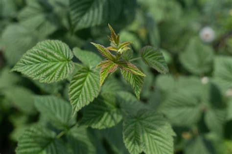 Premium Photo Raspberry Leaves