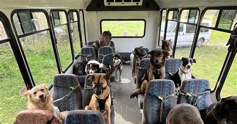 Watch Doggy Daycare Bus Videos Capture Hearts Up Dog Dogs Dog