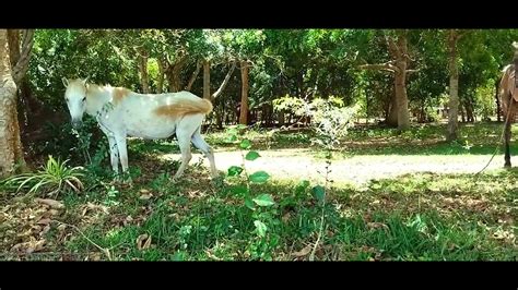 අස්වයො ගහාගන්න හැටි දැකලා තියනවද😯😯😯😯👀🐔 Youtube
