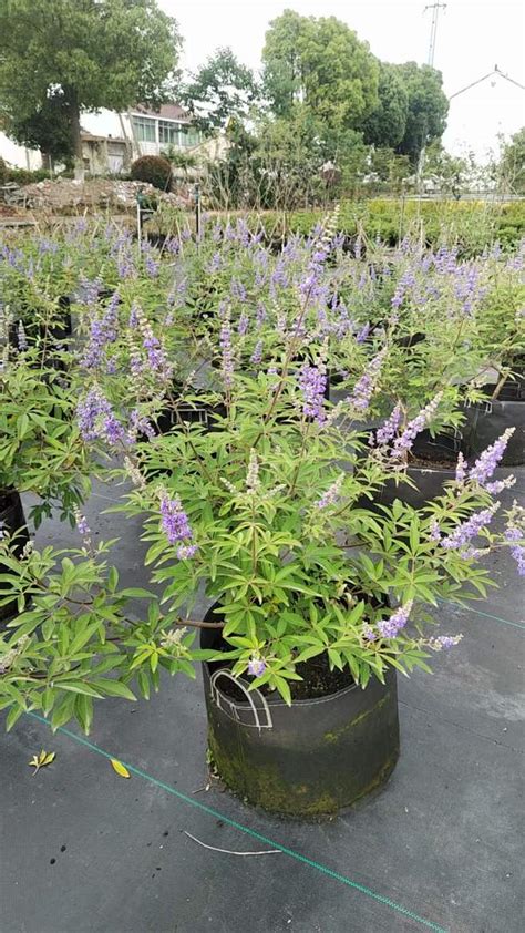 穗花牡荆2 花瓣网