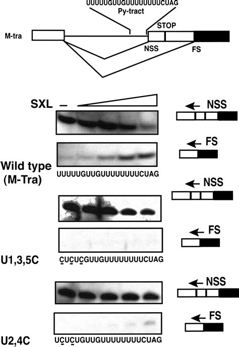 Sex Lethal And U2 Small Nuclear Ribonucleoprotein Auxiliary Factor
