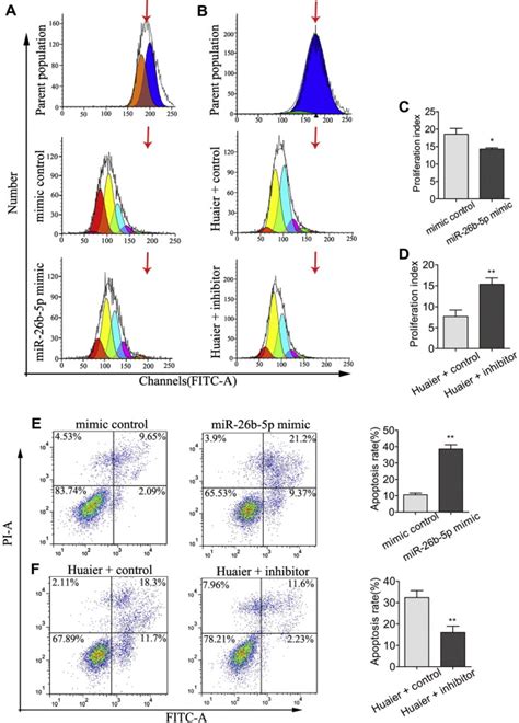 Effects Of Mir 26b 5p On Cell Proliferation And Apoptosis In A549