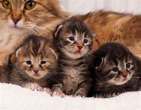 Pictures Of Cute Fuzzy Kittens Slideshow