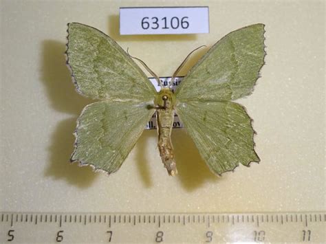 Geometridae Maxates Grandificaria Primorye Fareastinsects