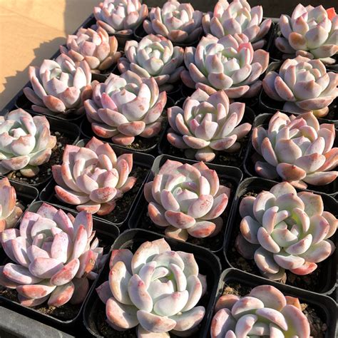 橙梦露大橙子冰玉多肉植物盆栽厚叶莲花轰动肉肉花卉室内净化空气虎窝淘