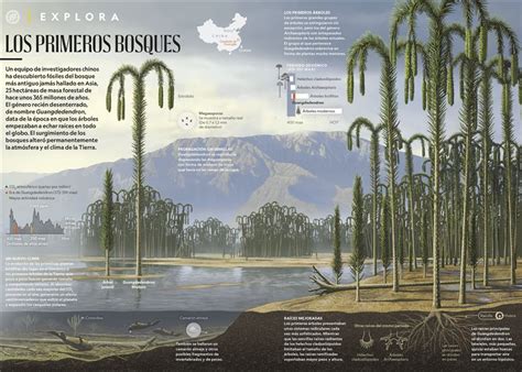 Los Primeros Bosques
