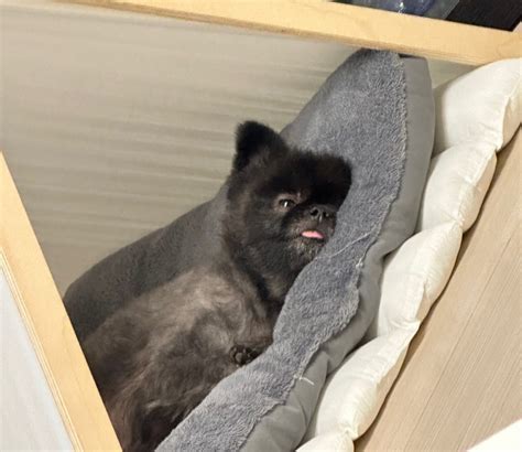 포메라니안 사월 강아지 지원입양 강아지•고양이입양 강아지보호소 고양이보호소 무료분양 아이조아보호소