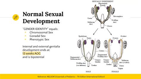 Obstetric And Gynecologic Clinical Anatomy Pdf