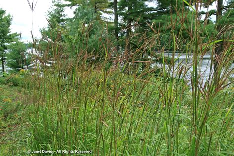 Ornamental Grasses Janet Davis Explores Colour