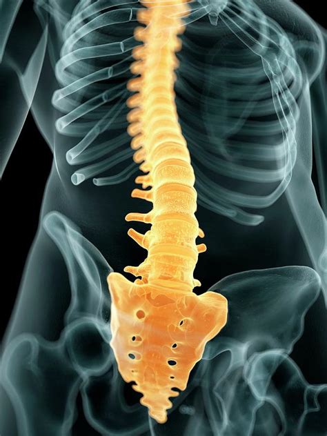 Human Spine Photograph By Sciepro Fine Art America