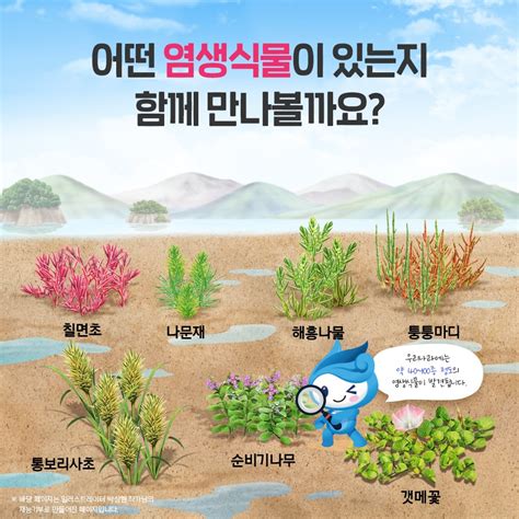 대한민국 해양수산부 바닷가에 소금을 먹고 사는 식물이 있어요 바로 염생식물이라는 식물인데요