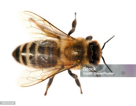 꿀벌 또는 꿀벌 Apis Mellifera의 세부 사항 꿀벌에 대한 스톡 사진 및 기타 이미지 꿀벌 경관 고립 색상