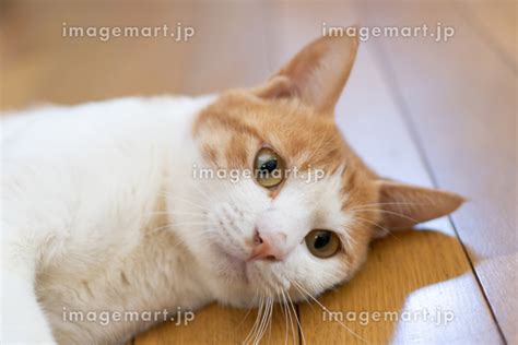 くつろぐ猫 茶トラ白の写真素材 198865796 イメージマート