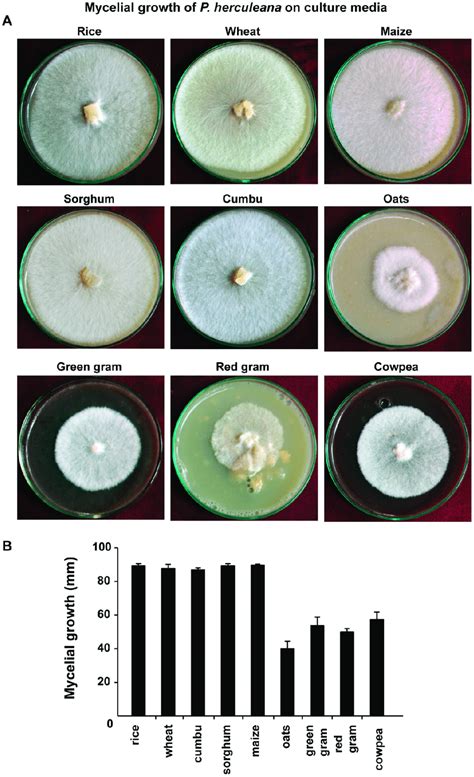 Mycelial Growth Of Phellorinia Herculeana On Culture Media A Download Scientific Diagram