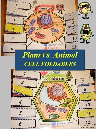 Pin By I S On Lapbook Celula Animal Cell Project Biology Projects
