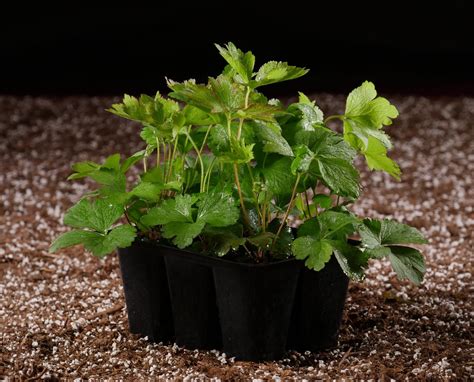 All Thimbleweed Anemone Virginiana Native Wildflower For Dry