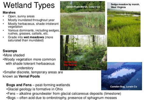 Types Of Wetlands Overview