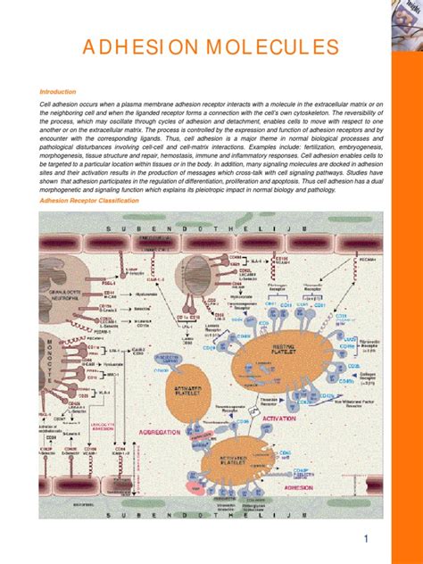 Adhesion Pdf Integrin Cell Adhesion