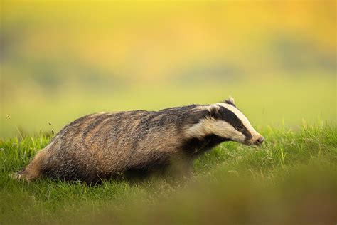 Bella The Badger Side Profile Francis J Taylor Photography