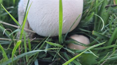 Agaricus Arvensis Rmycology