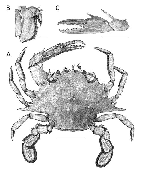 Figure 1 In Xiphonectes Aculeatus Sp Nov A New Swimming Crab