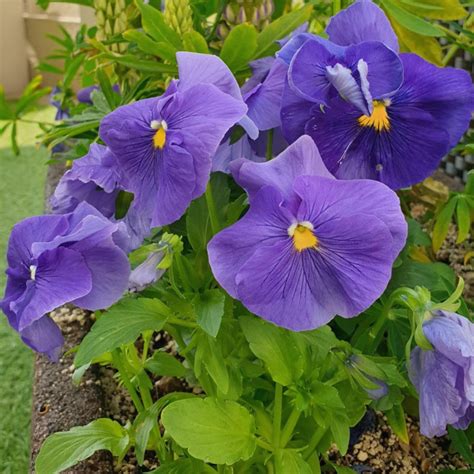 동네꽃41 팬지 화단에서 피는 화려한 제비꽃