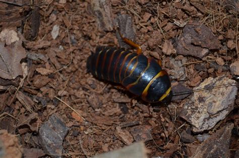Extinct Cave Roaches Simandoa Conserfariam The Roach Ranch