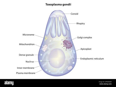 Labeled Toxoplasma Gondii Structure