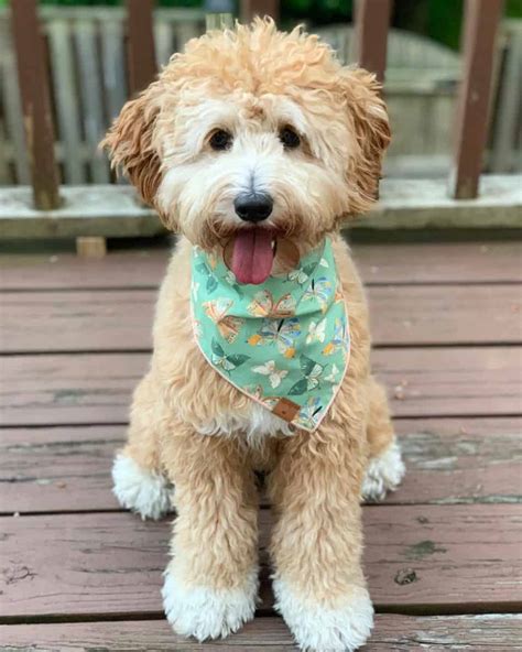 How Big Will A Mini Labradoodle Get