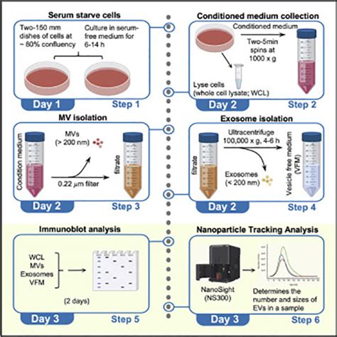 Isolation And Characterization Of Extracellular Vesicles Produced By