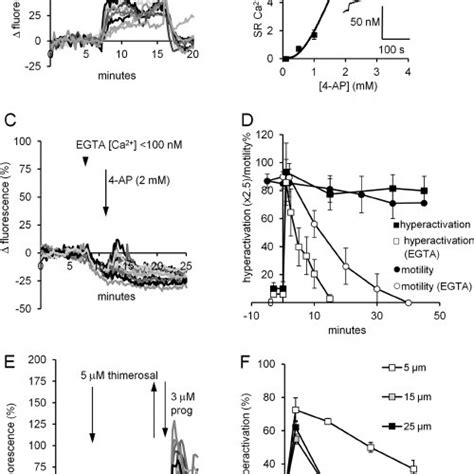 4 Ap Causes Hyperactivation By Mobilizing Stored Ca 2 ؉ A Sustained Download Scientific