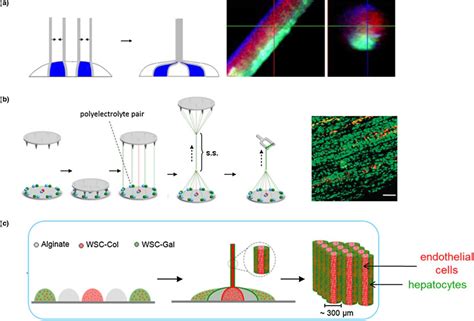 A Multicomponent Fibers By Multi Interfacial Polyelectrolyte Download Scientific Diagram