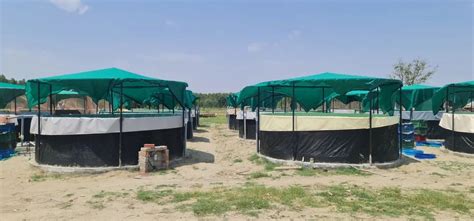 Pvc Biofloc Fish Farming Tank Packaging Type Poly At Rs 7500 In Safidon