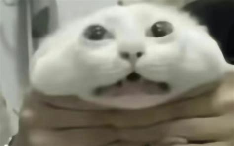 可以有效预防脑干缺失的猫猫meme 来自喵星 来自喵星 哔哩哔哩视频