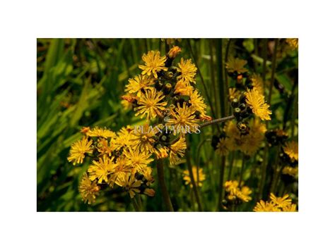 Jestřábník Huňatý Hieracium Villosum Plantarius