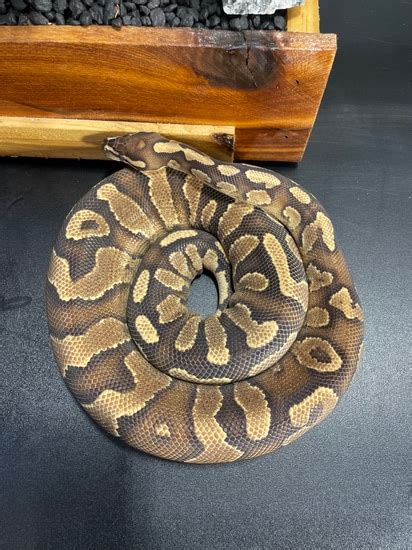 Sugar Fire Yellow Belly Ball Python By Chams Constrictors