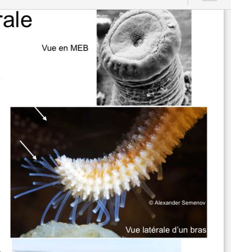 302 2° Synapomorphies Des Echinodermes Cartes Quizlet