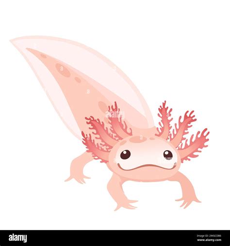 Cute Cartoon Axolotl Pink Color Amphibian Animal Vector Illustration