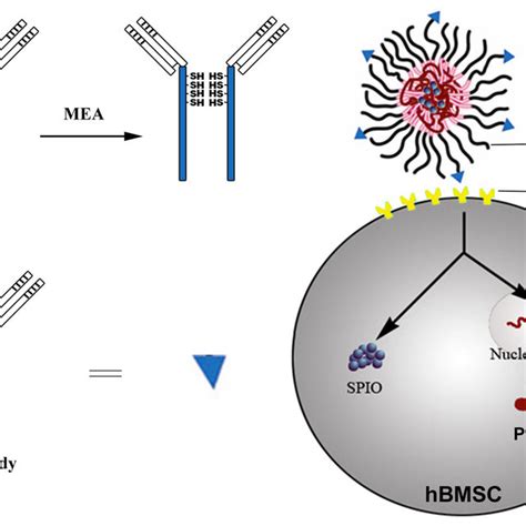 Schematic Diagram Of Targeted Gene Delivery To Hbmscs Doi