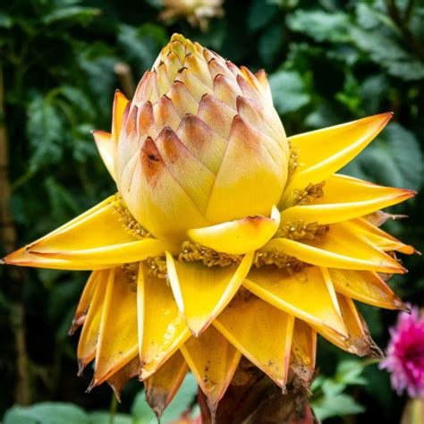 Exotica Nz Plants Golden Lotus Banana Super Rare Exotica Nz Plant