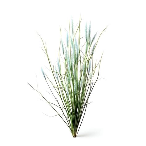 Premium Photo Shelter Switchgrass Bluegreen A Mini Bouquet High Biomass Y Isolated On White