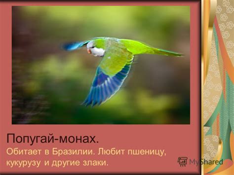 Презентация на тему ПОПУГАИ Презентацию подготовила уч ся 2 Д класса