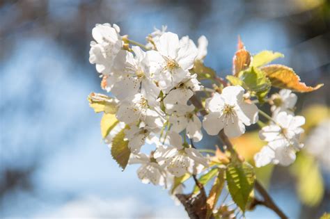 Free Images Tree Nature Branch Fruit Sunlight Leaf Flower Food