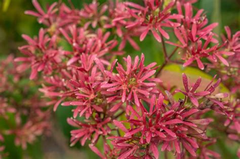 Heptacodium Miconiodes Seven Sons Tree Nature First Trees Semi